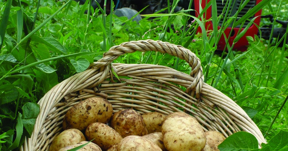 Mash Direct grow with Sage 200 | Pinnacle